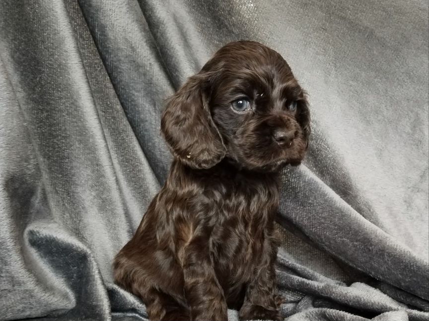 Кокерушечки плюшечки