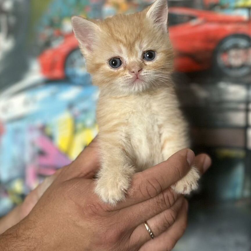 Манчкин котёнок