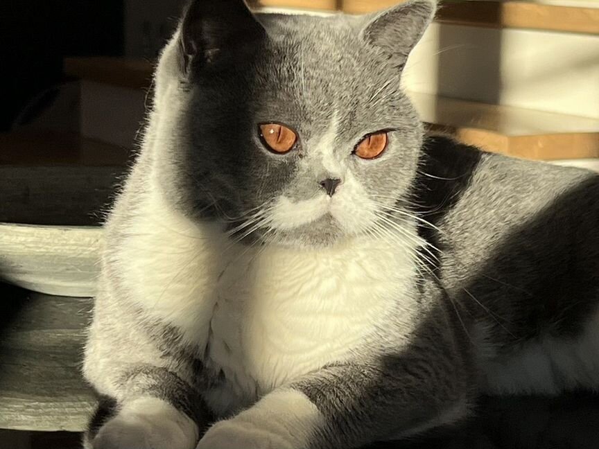 Кошки