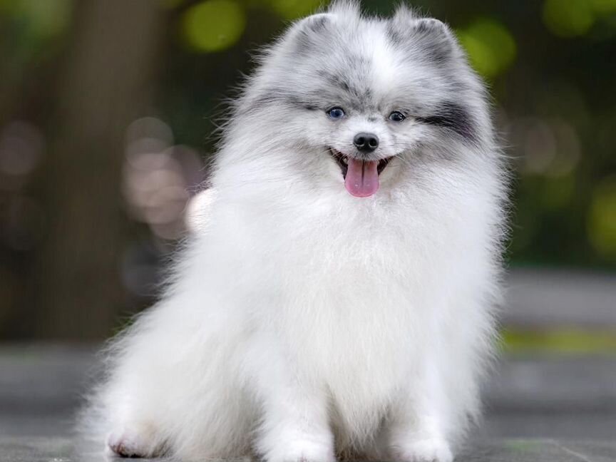 Померанский шпиц вязка