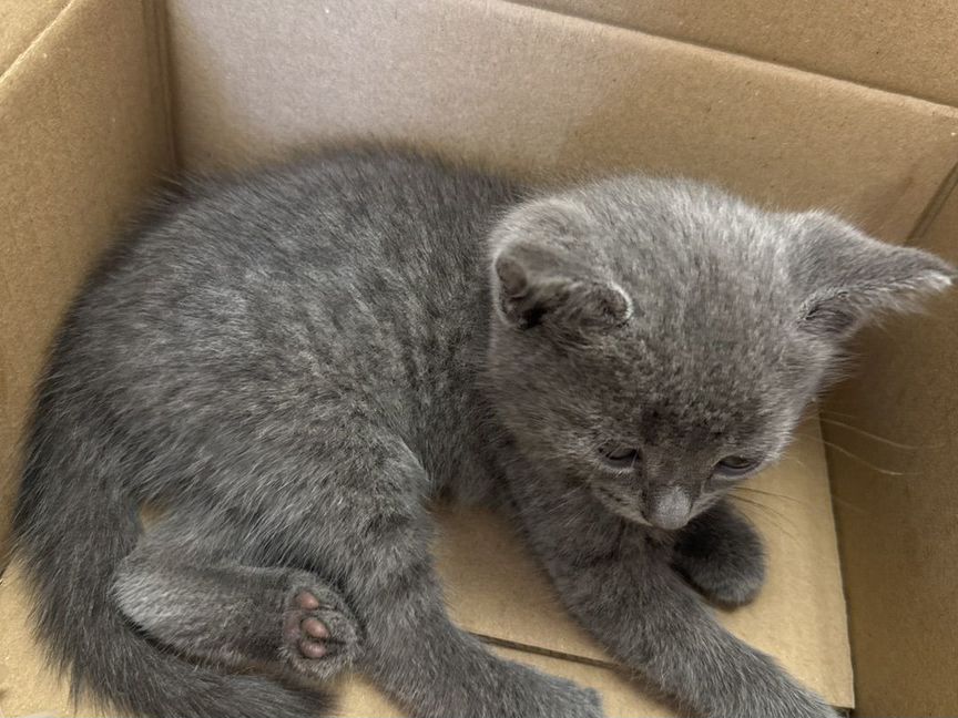 Маленький котенок