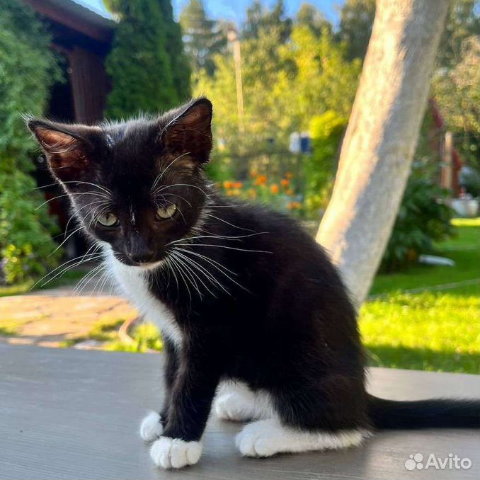 Маркизные котята ищут дом