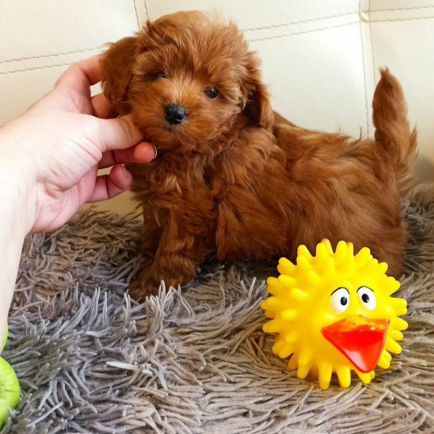 Мальтипу, щенок