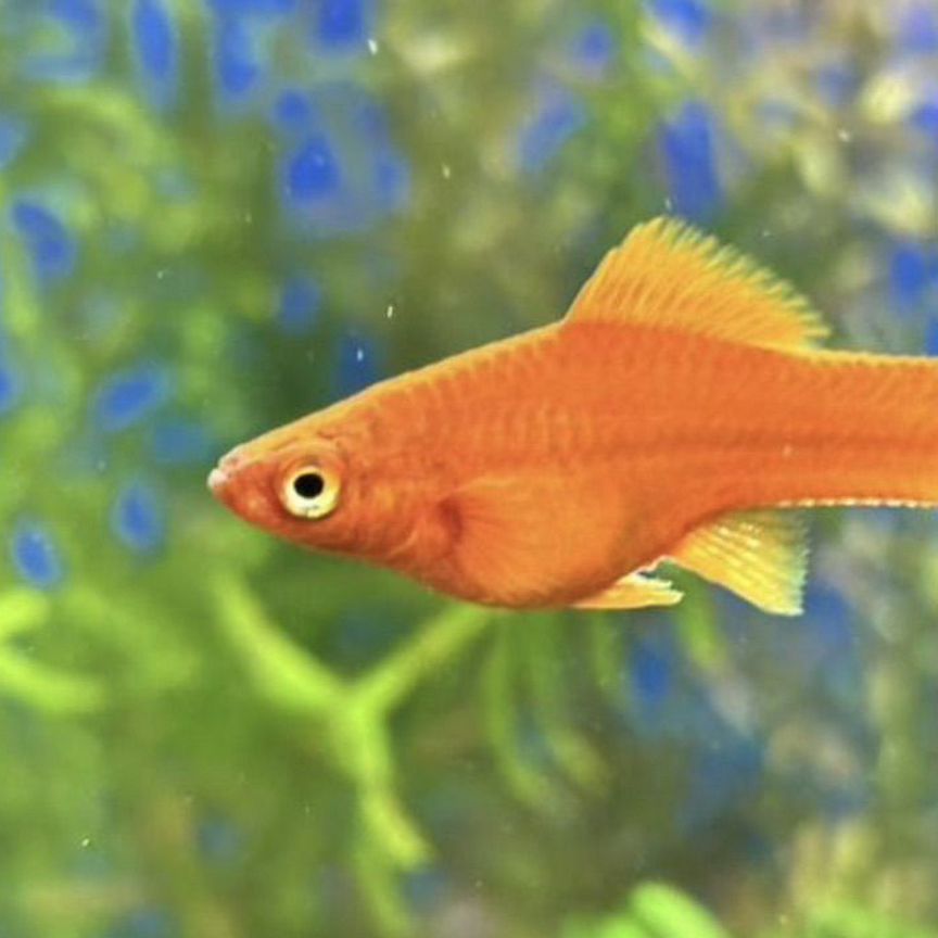 Рыбки меченосцы