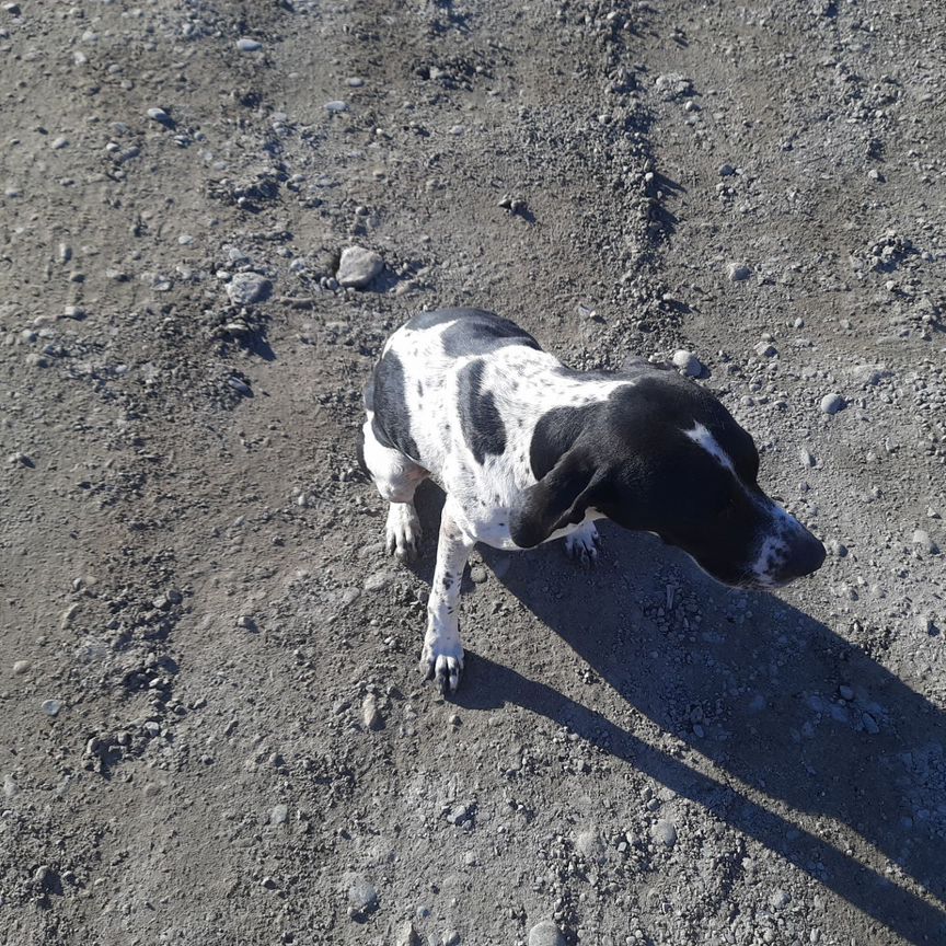 Отдам охотничью собаку в добрые руки