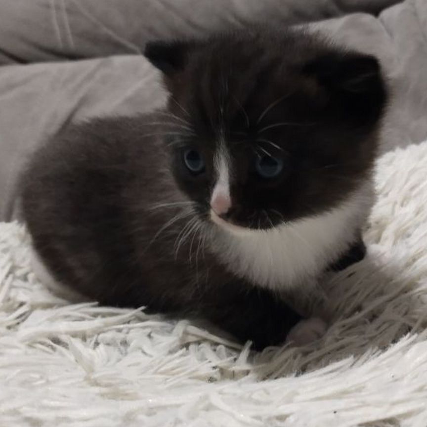 Британский короткошёрстный котёнок