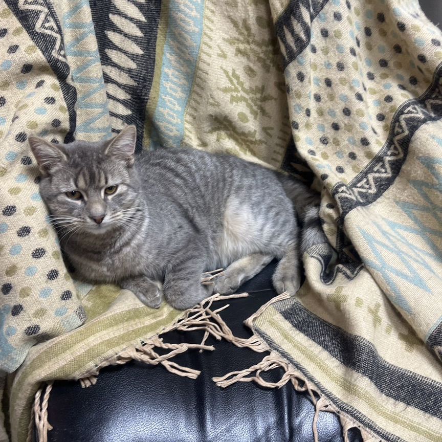 В добрые руки