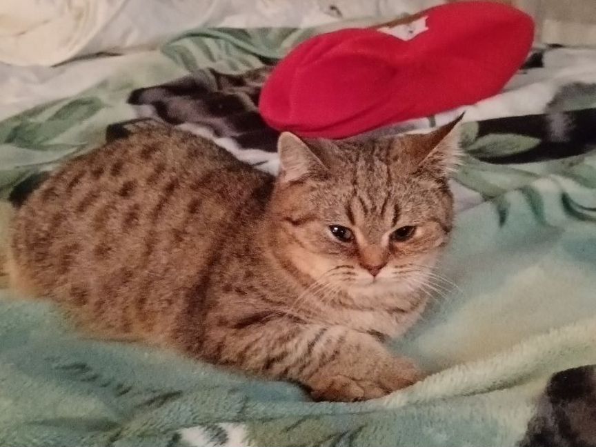 Котик пятно на золоте