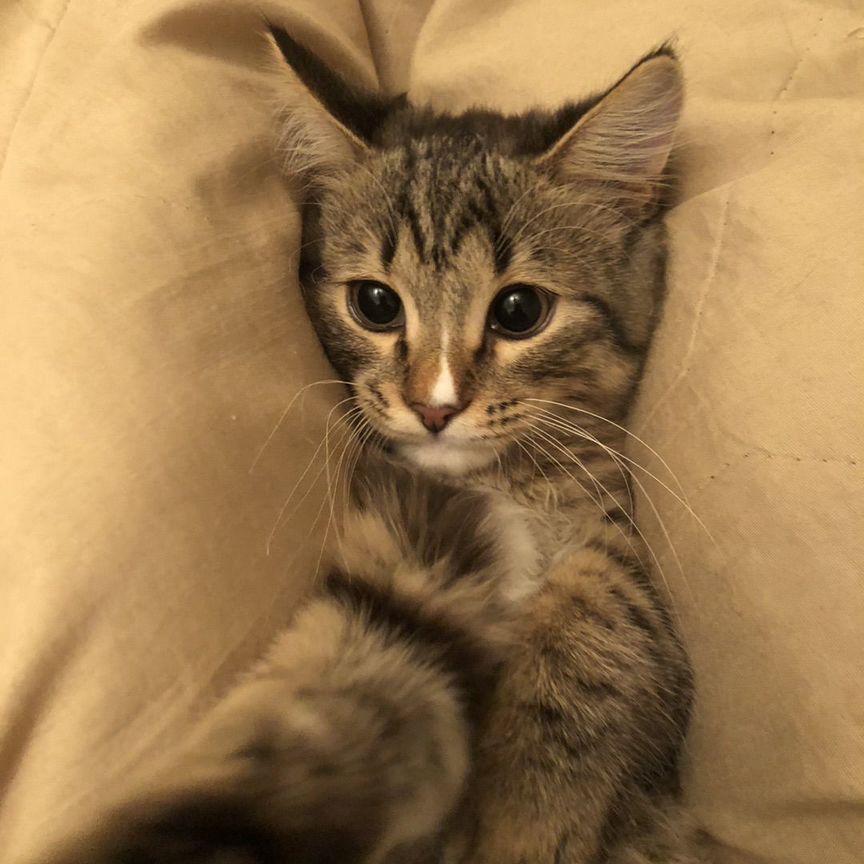 Котёнок Жорик в добрые руки