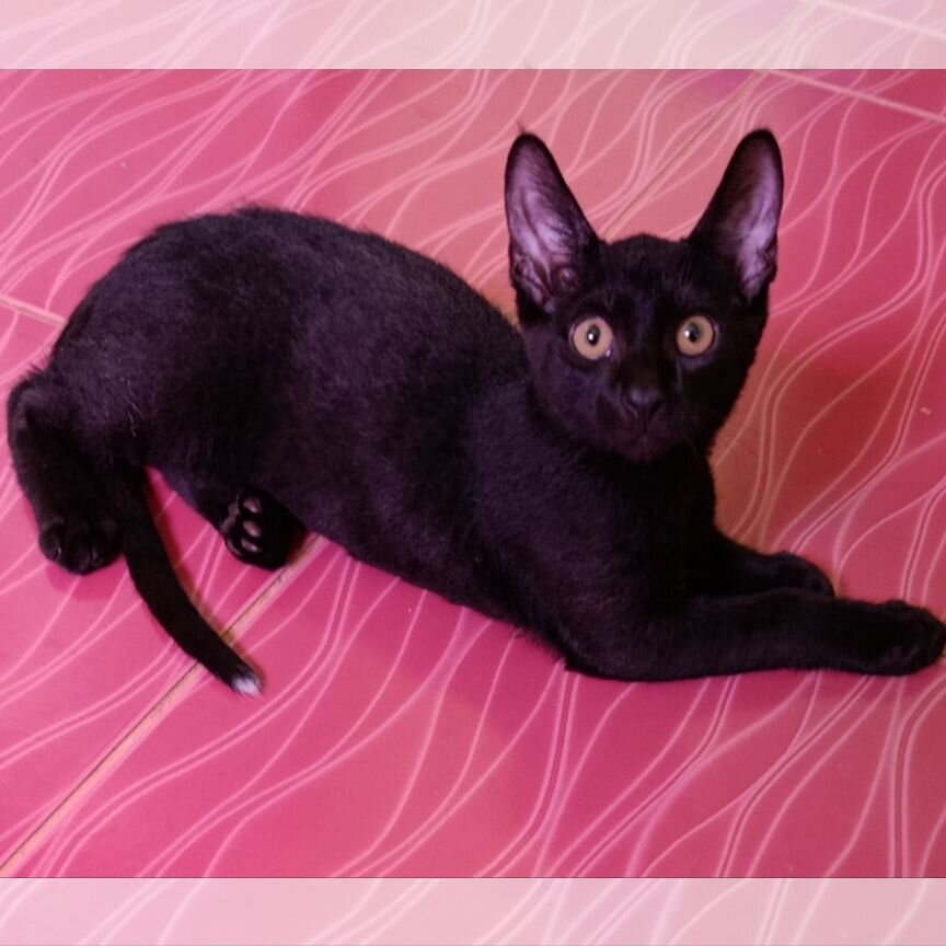 Канадский сфинкс котёнок