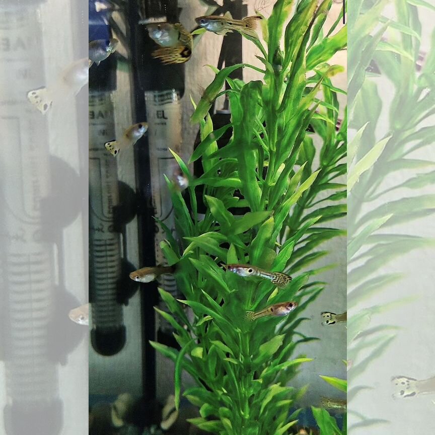 Рыбки гуппи