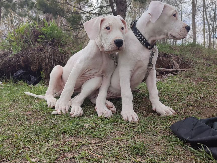 Щенок аргентинского дога