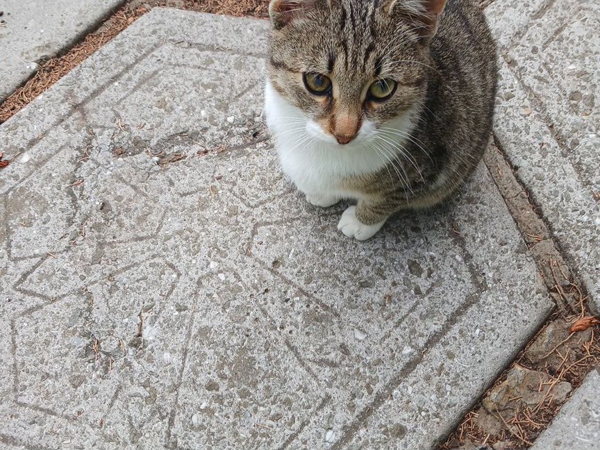 Котята