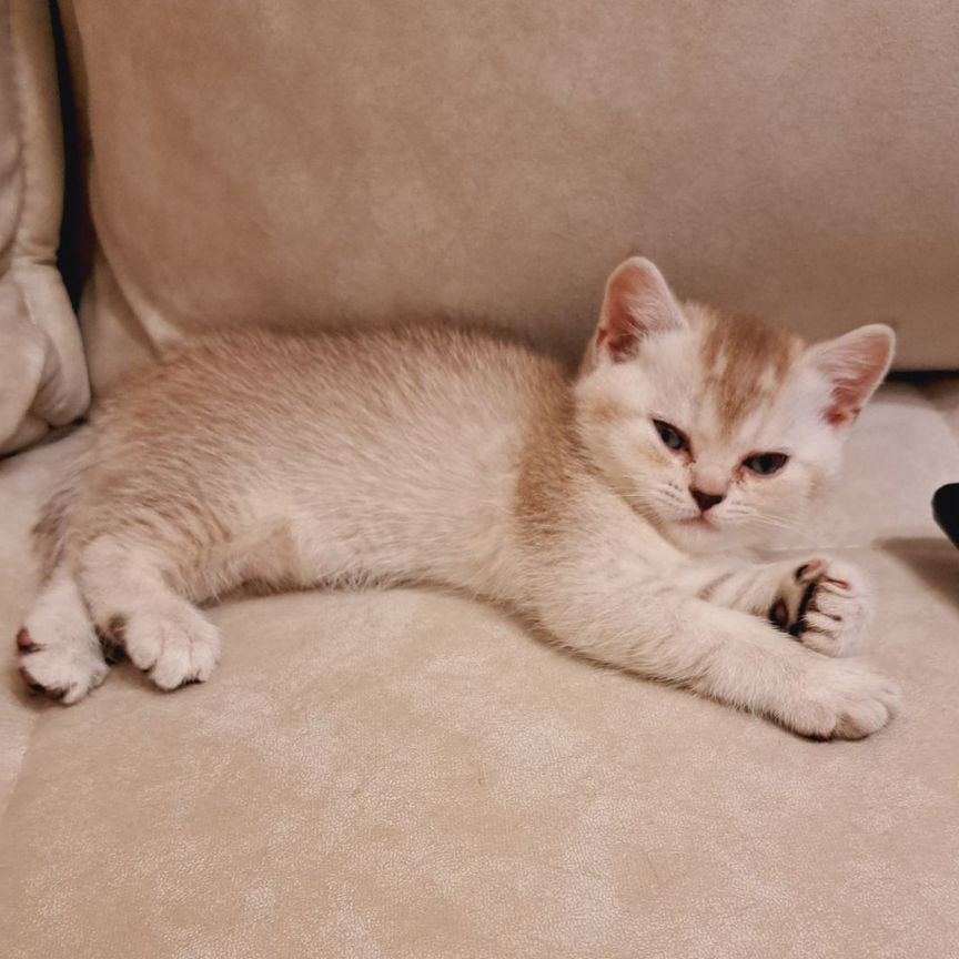 Шотландский прямоухий короткошёрстный котёнок