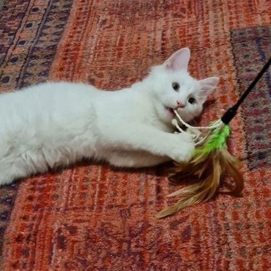 Белый котенок