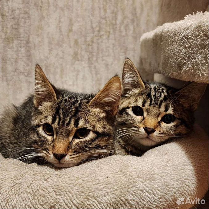 Полосато-пятнистые котята