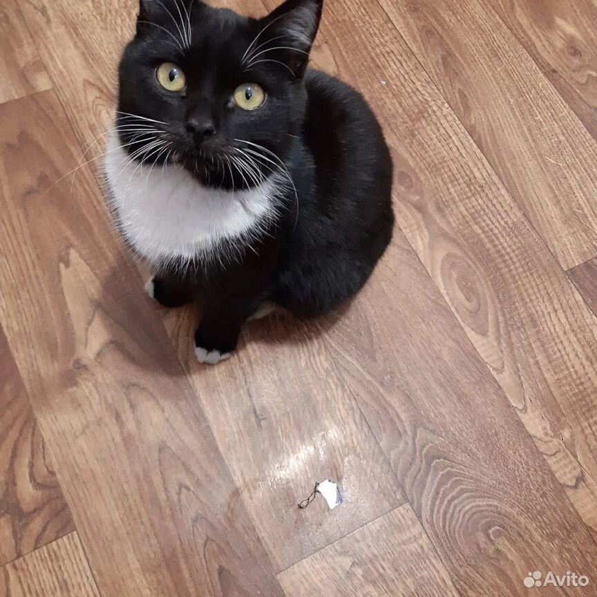 Кошачье семейство