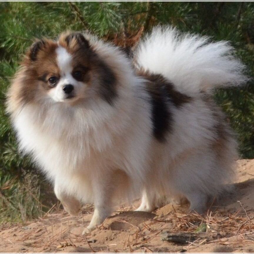 Немецкий шпиц, щенок