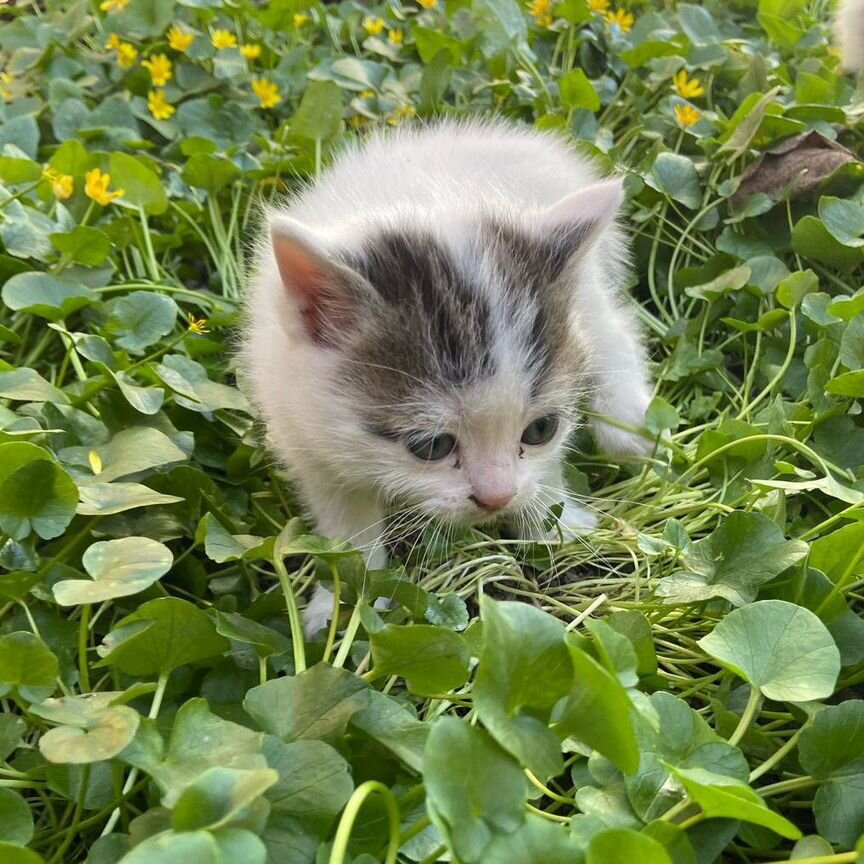 Кот от мышеловки