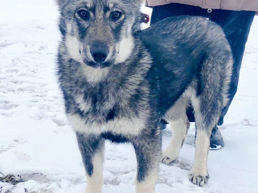 Щенок в приюте