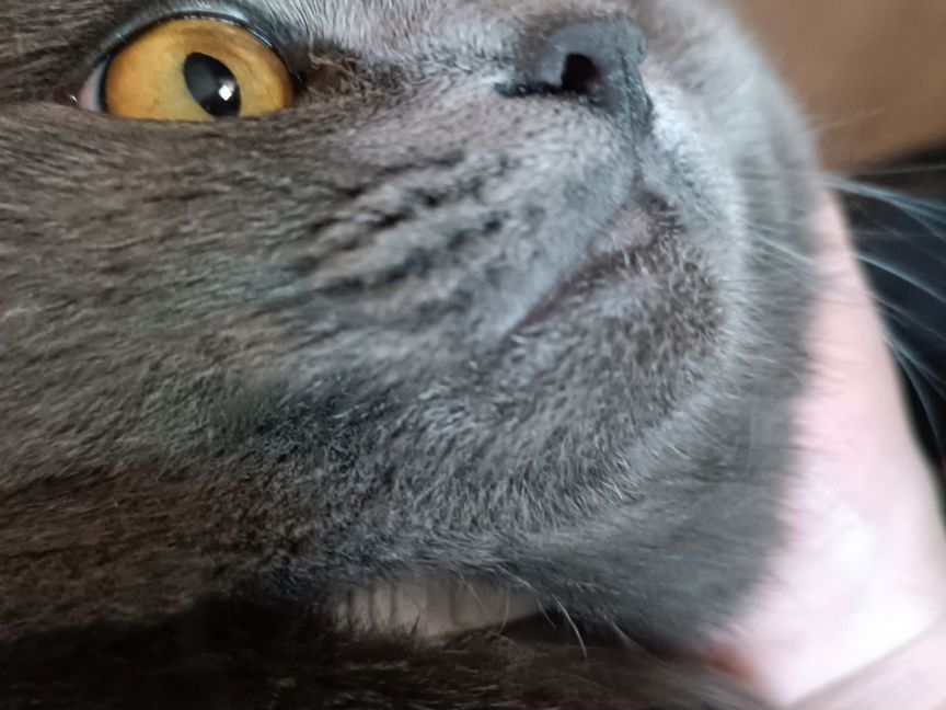 Продаем котенка британец