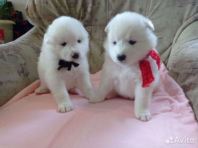 Самоедская лайка щенки