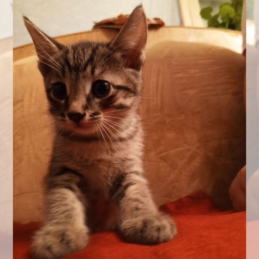 Котёнок в добрые руки