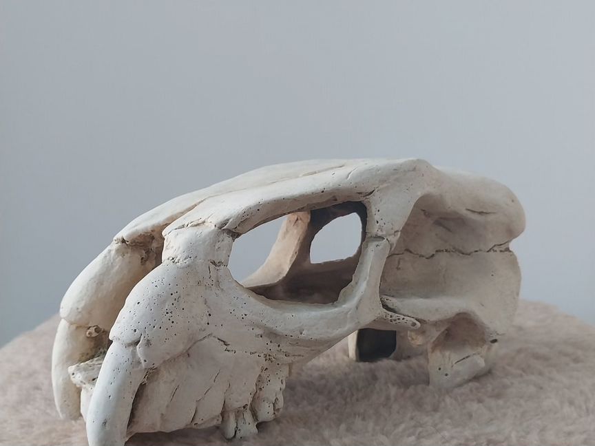 Декор череп