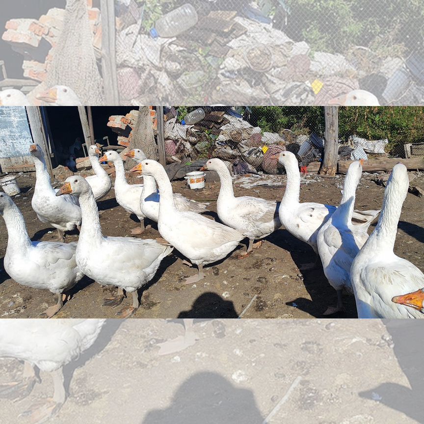 Гуси утки мускусные утки