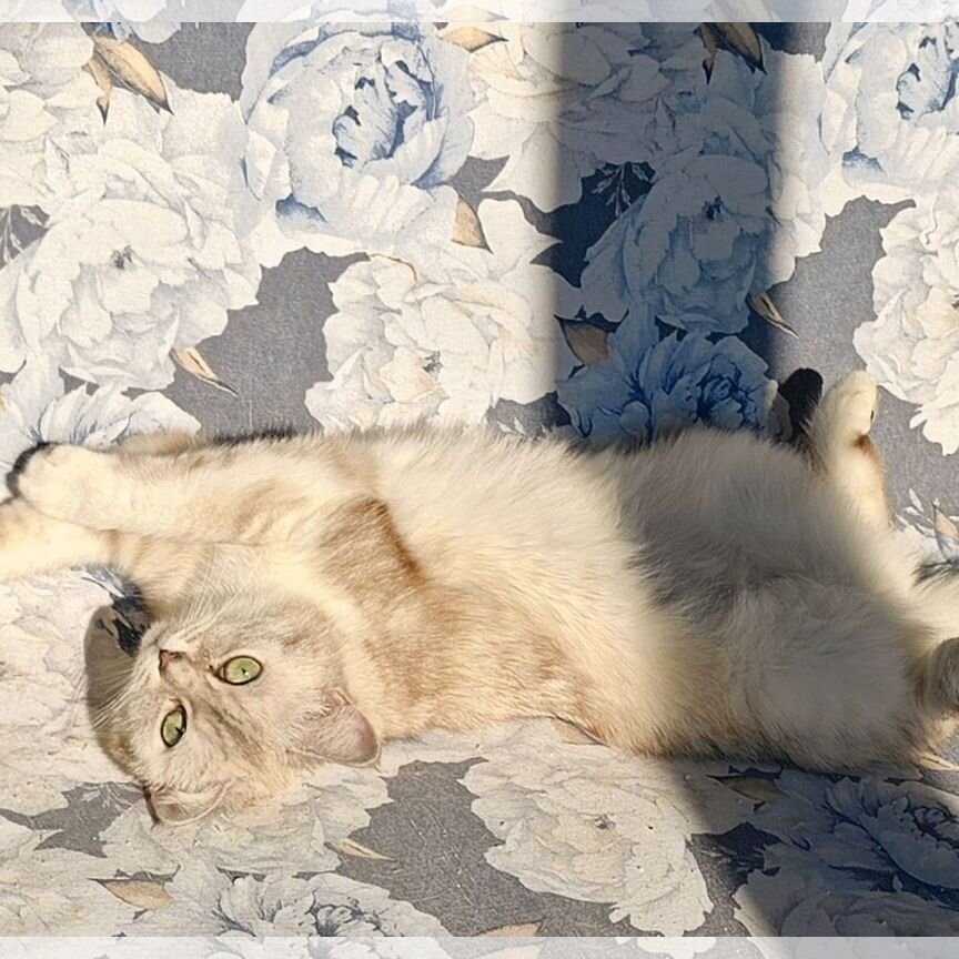 Дина британская кошка, себе на уме