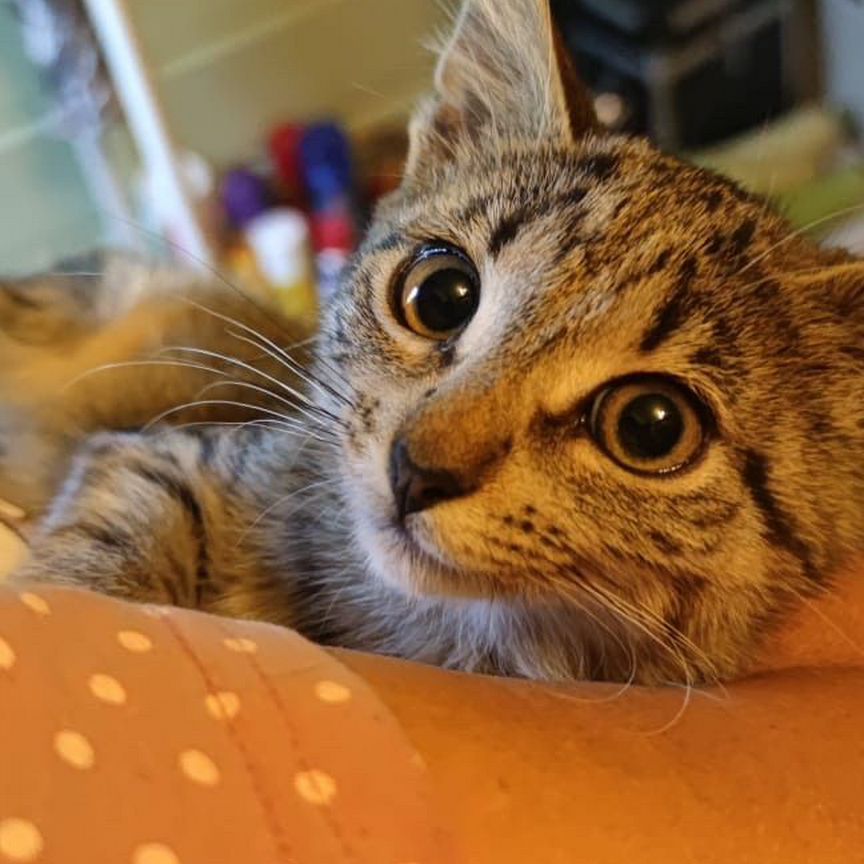 Отдам в добрые руки маленького тигра