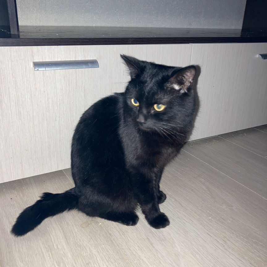 Котики ищут дом