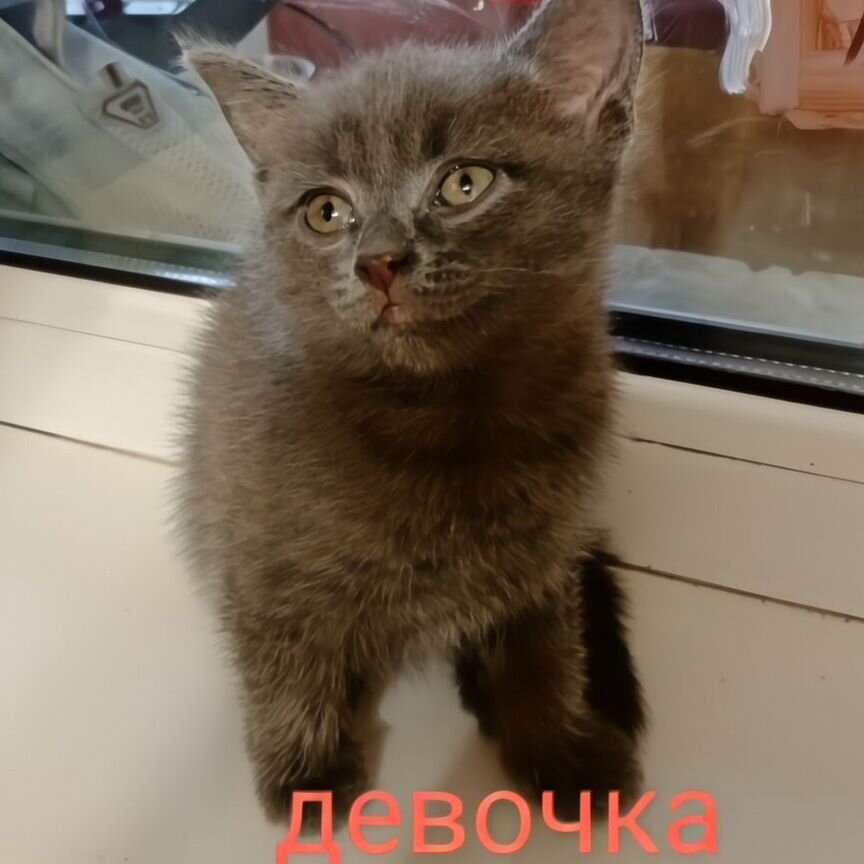 Котёнок в добрые руки