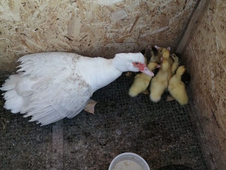 Индоутка с утятами