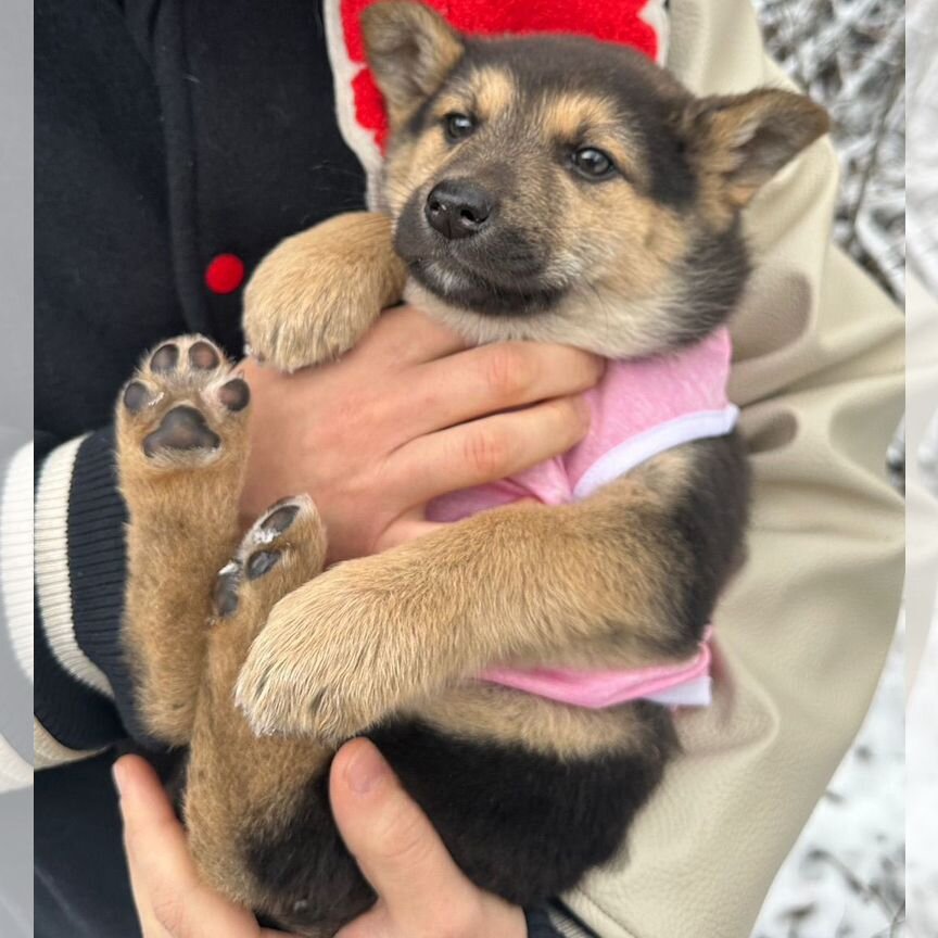 Щенки очень очень мерзнут. В надежные руки