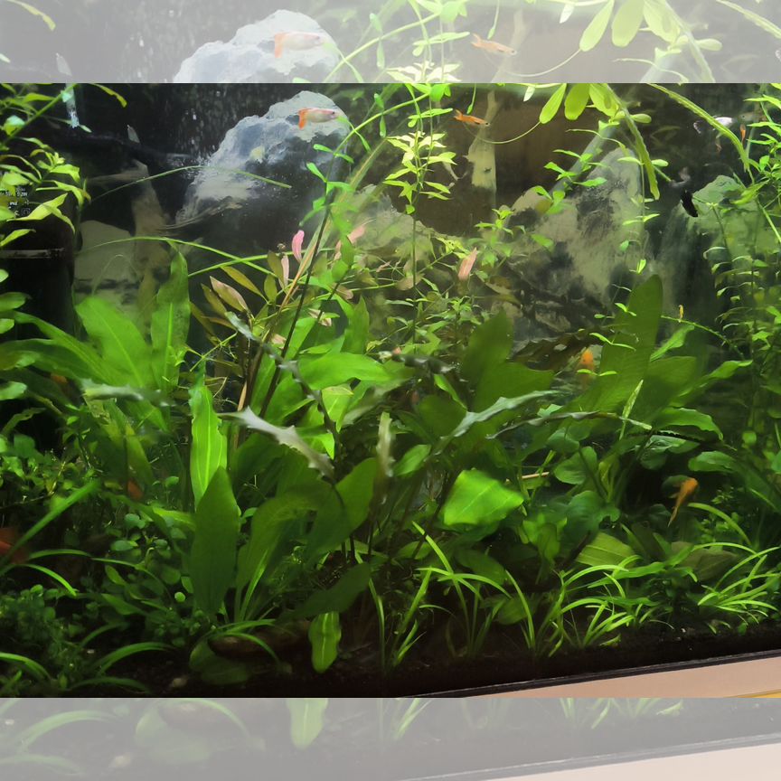 Аквариумные растения прополка