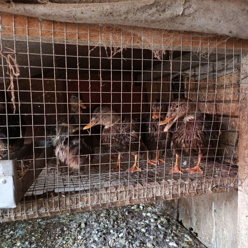 Утки подсадные для охоты