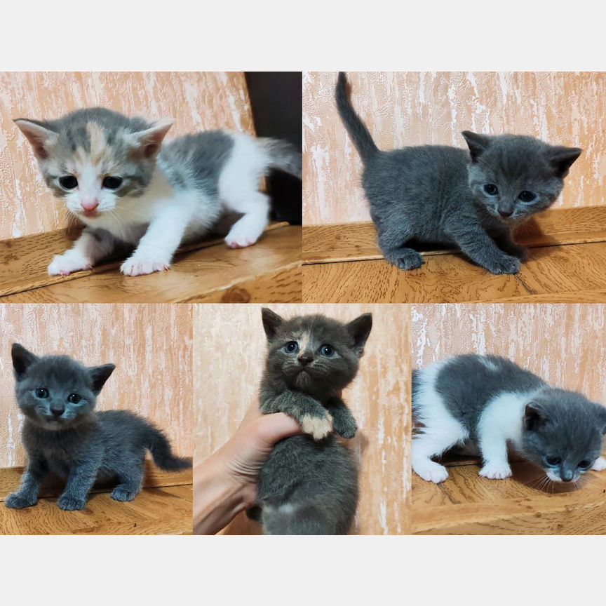 Кошечки -мышеловки и рыжий котик