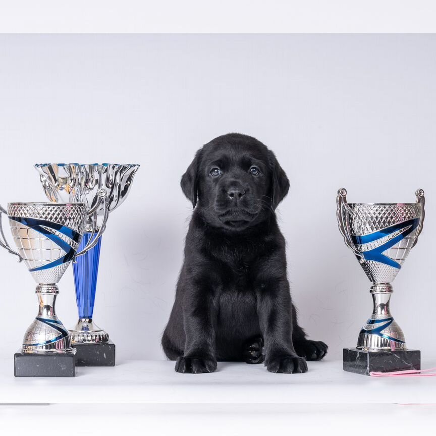 Лабрадор-ретривер, щенок