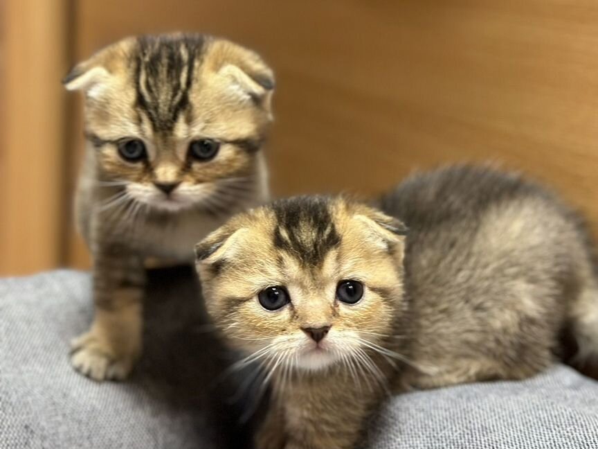 Шотландские котята