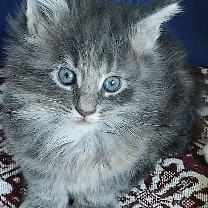 Котята мейкун
