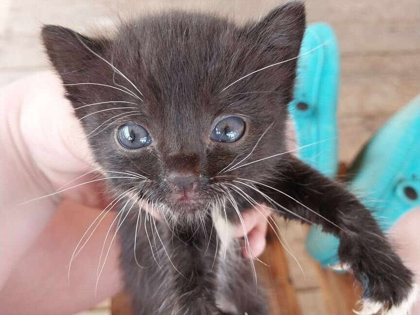 Отдам маленькую кошечку чёрного цвета