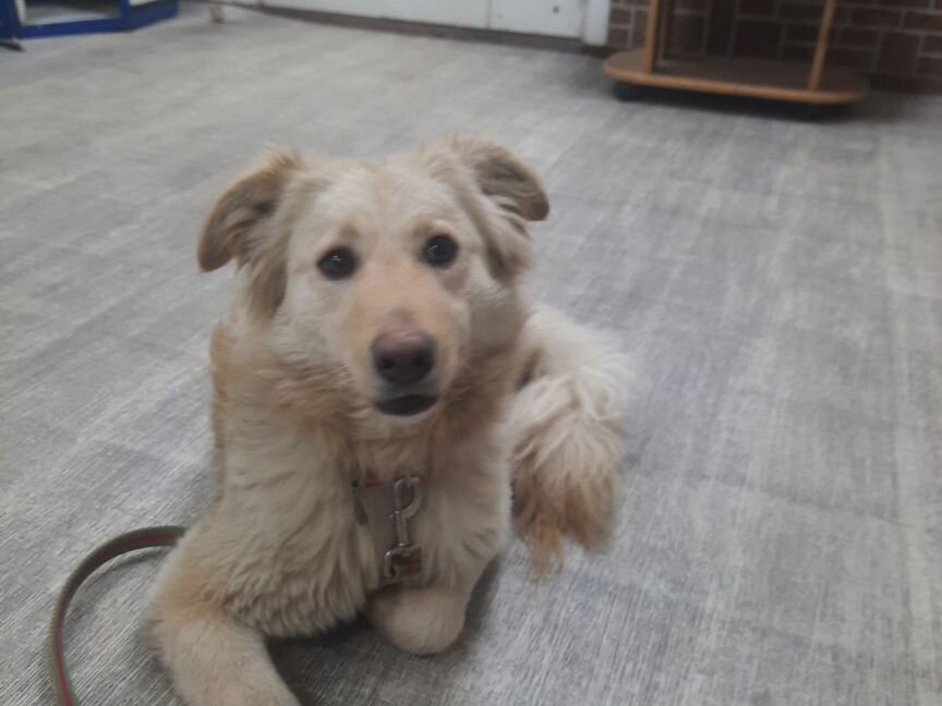 Собака Алька в добрые руки