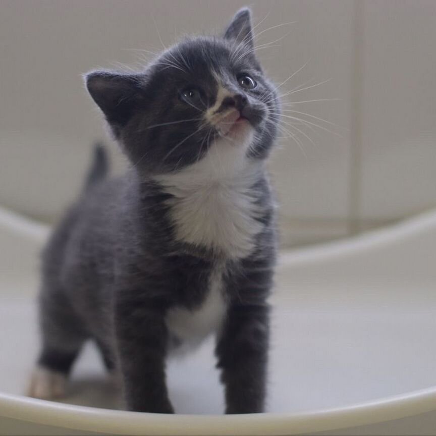 Маленькие котята и мама кошка ищут дом