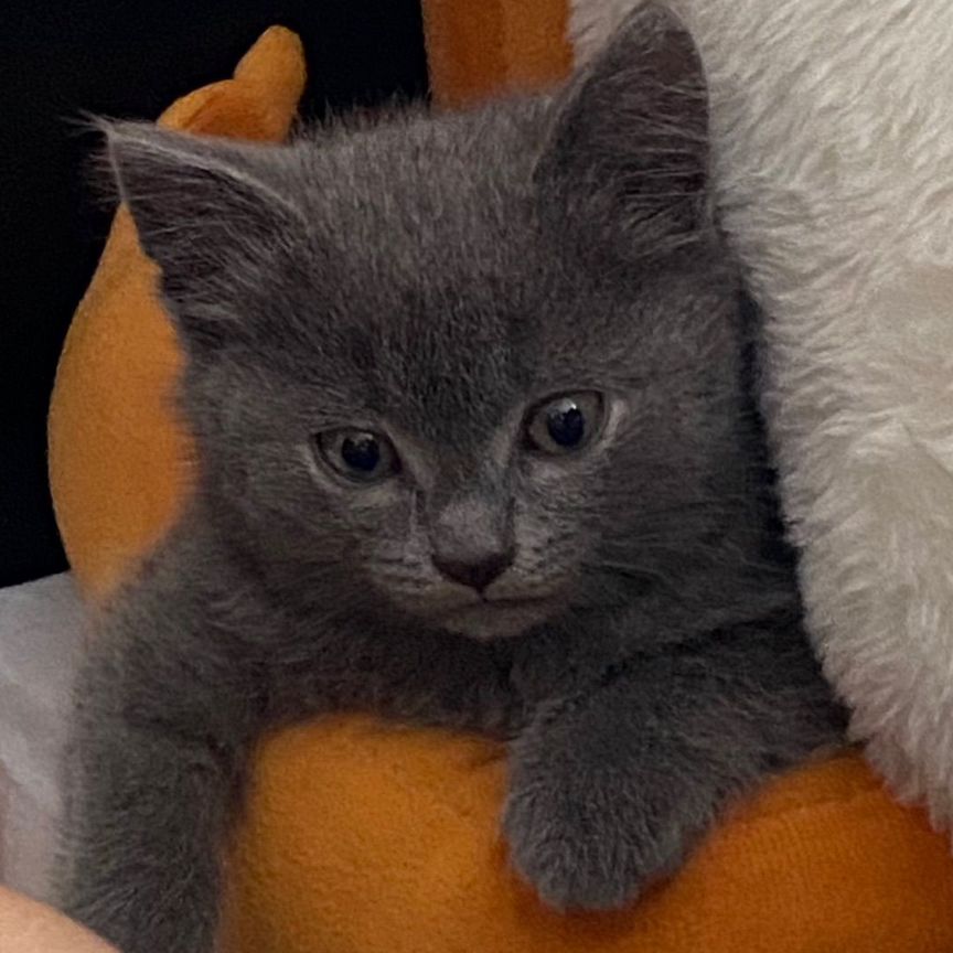 Шотландский прямоухий котенок