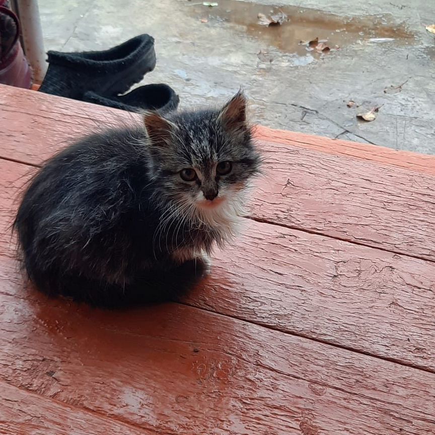 Котенок в добрые руки