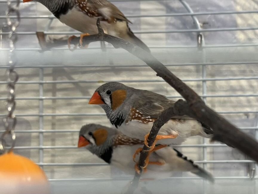 Птицы амадины