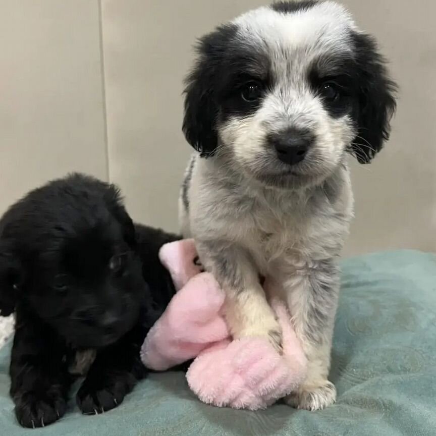 Русский охотничий спаниель, щенок