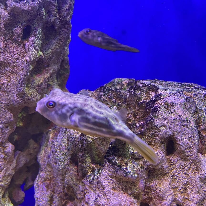 Тетрадон фахака