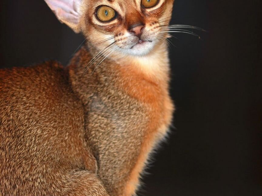 Абиссинские котята